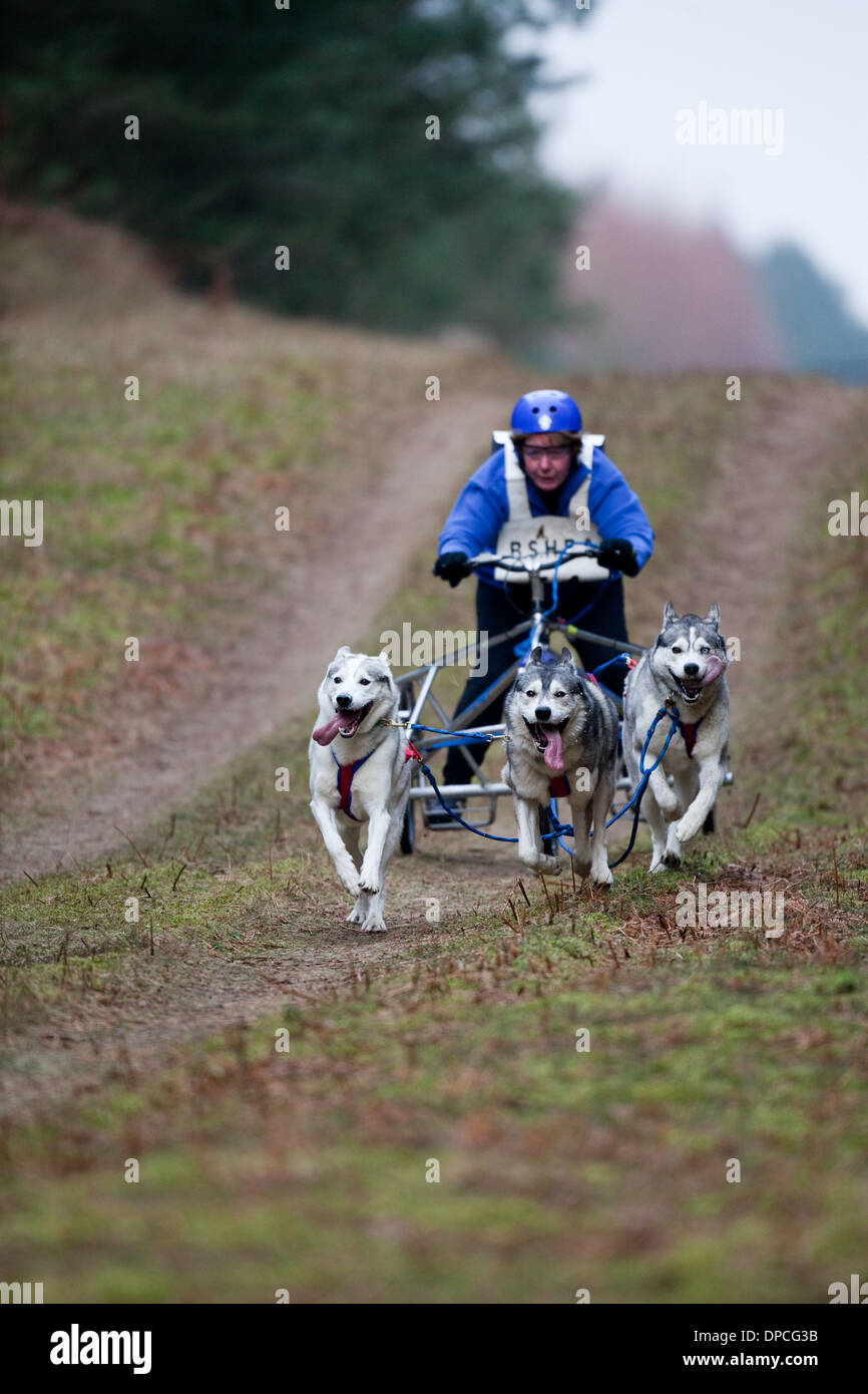 Husky 'Mush". Contestants. Rendlesham Forest, Suffolk. Meet arranged by ...
