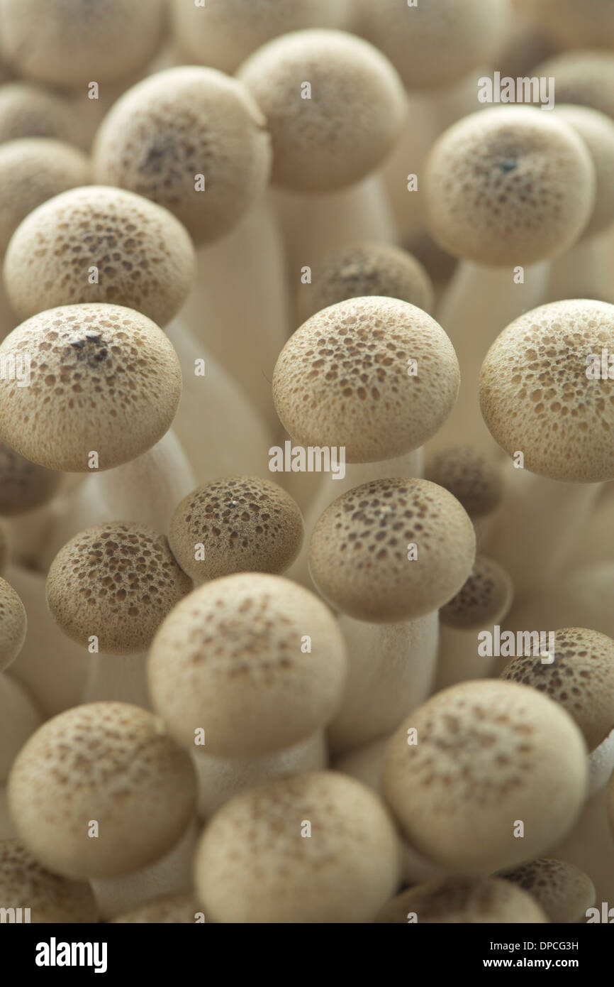 Bunashimeji hi-res stock photography and images - Alamy