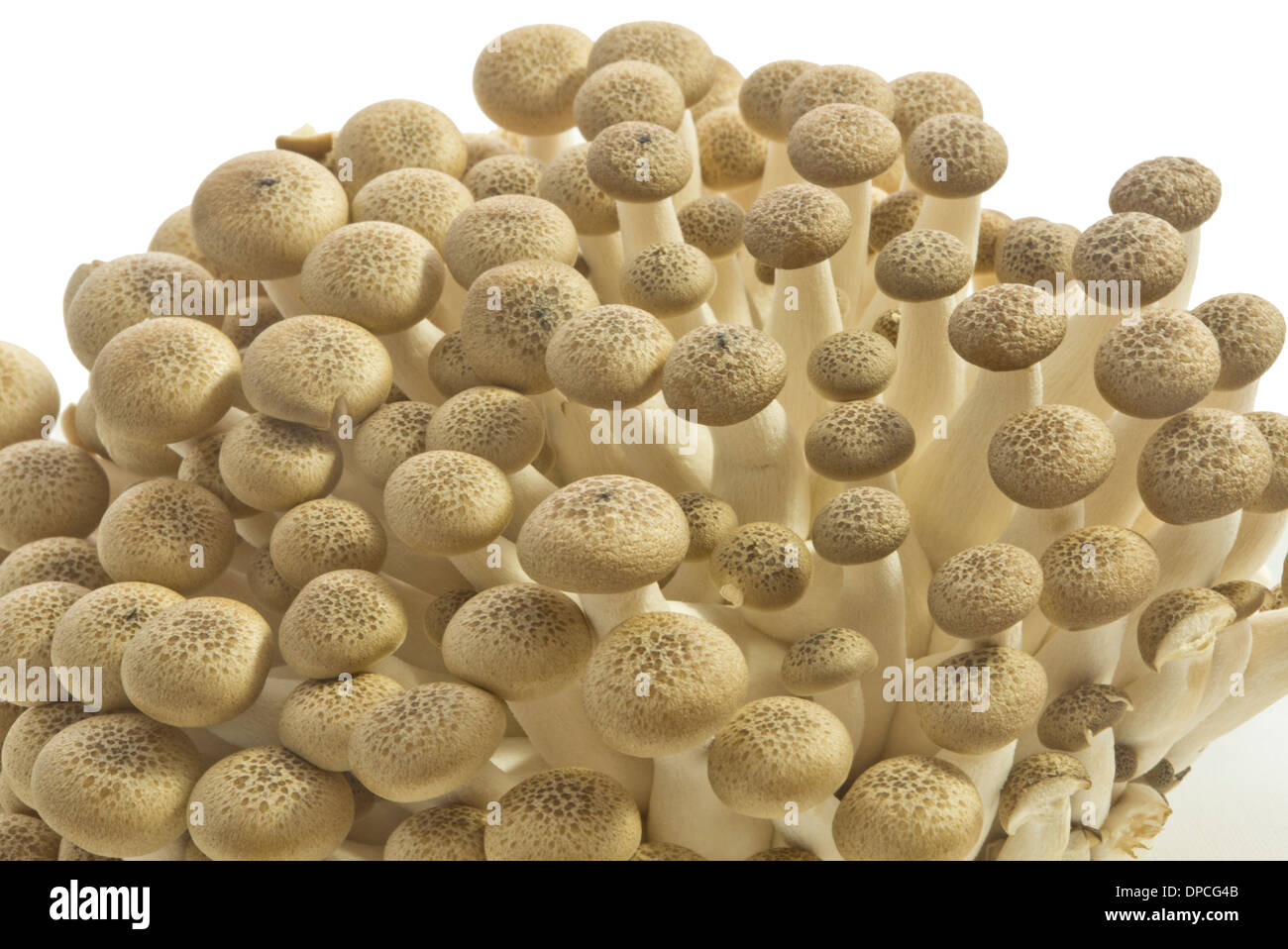 Bunashimeji hi-res stock photography and images - Alamy