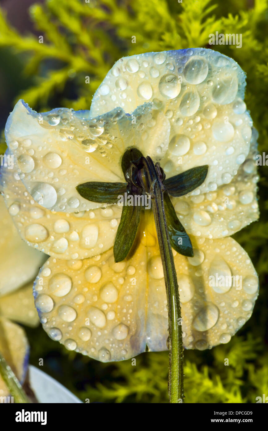 Backside of Pansy Flower Stock Photo - Alamy