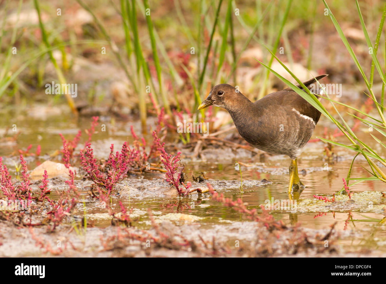 Juvenile common moorhen gallinula chloropus hi-res stock photography ...