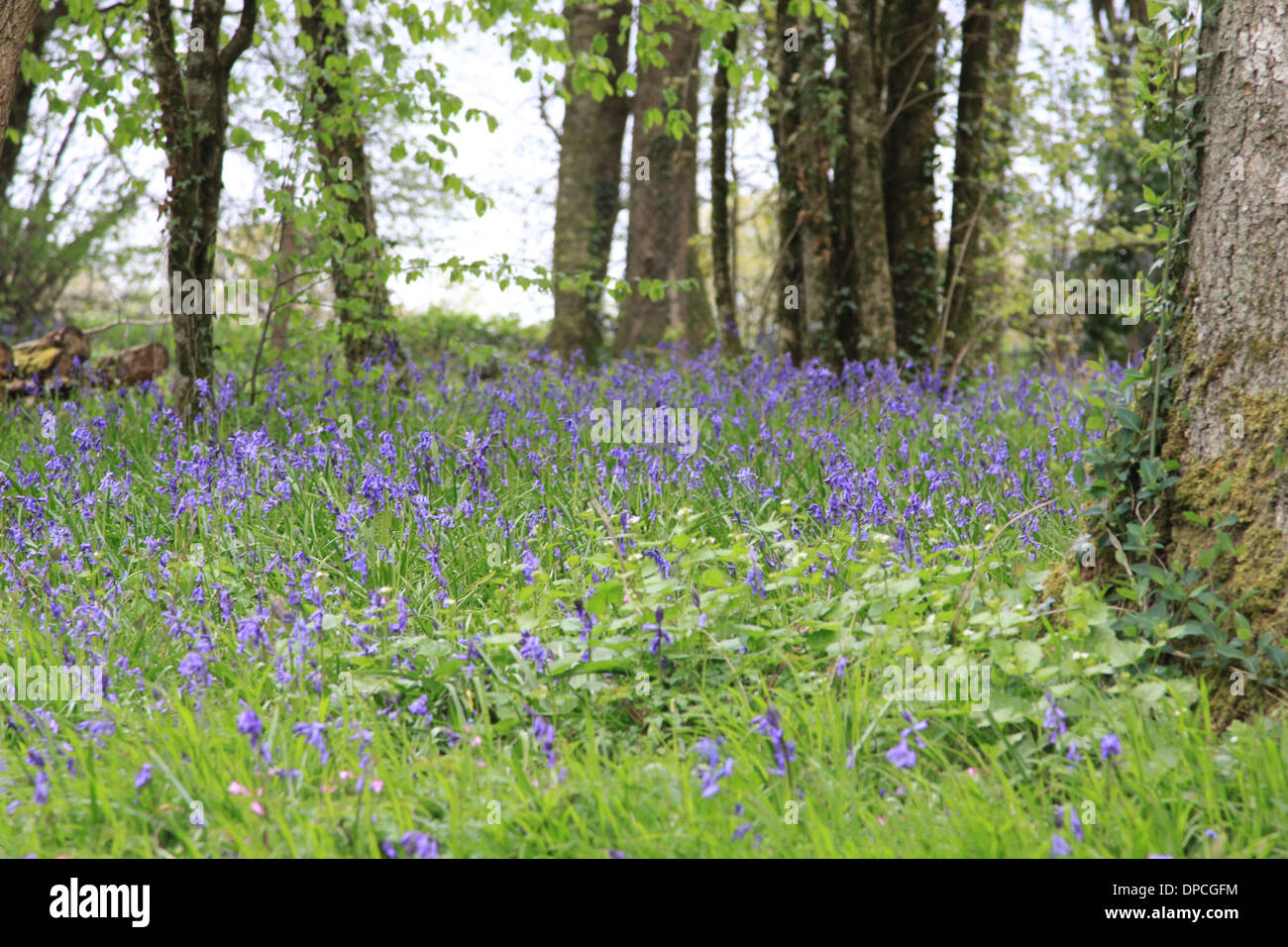 Bluebells in a French woodland Stock Photo - Alamy