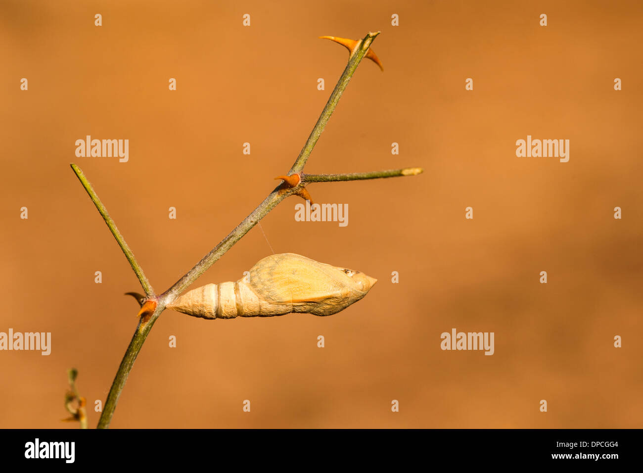 A set of 3 images of Large Salmon Arab butterfly, (Colotis fausta syn ...