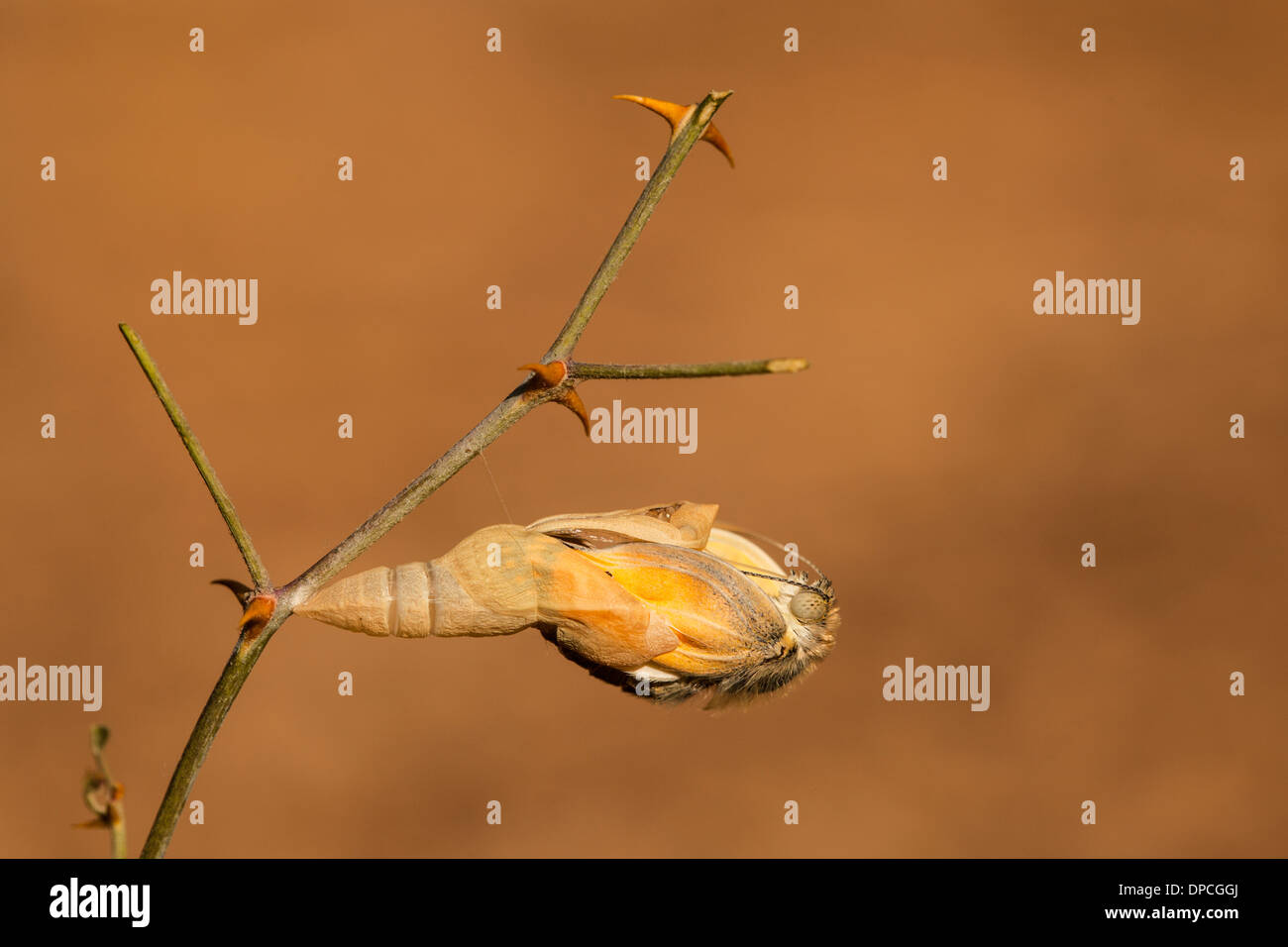 Colotis hi-res stock photography and images - Alamy