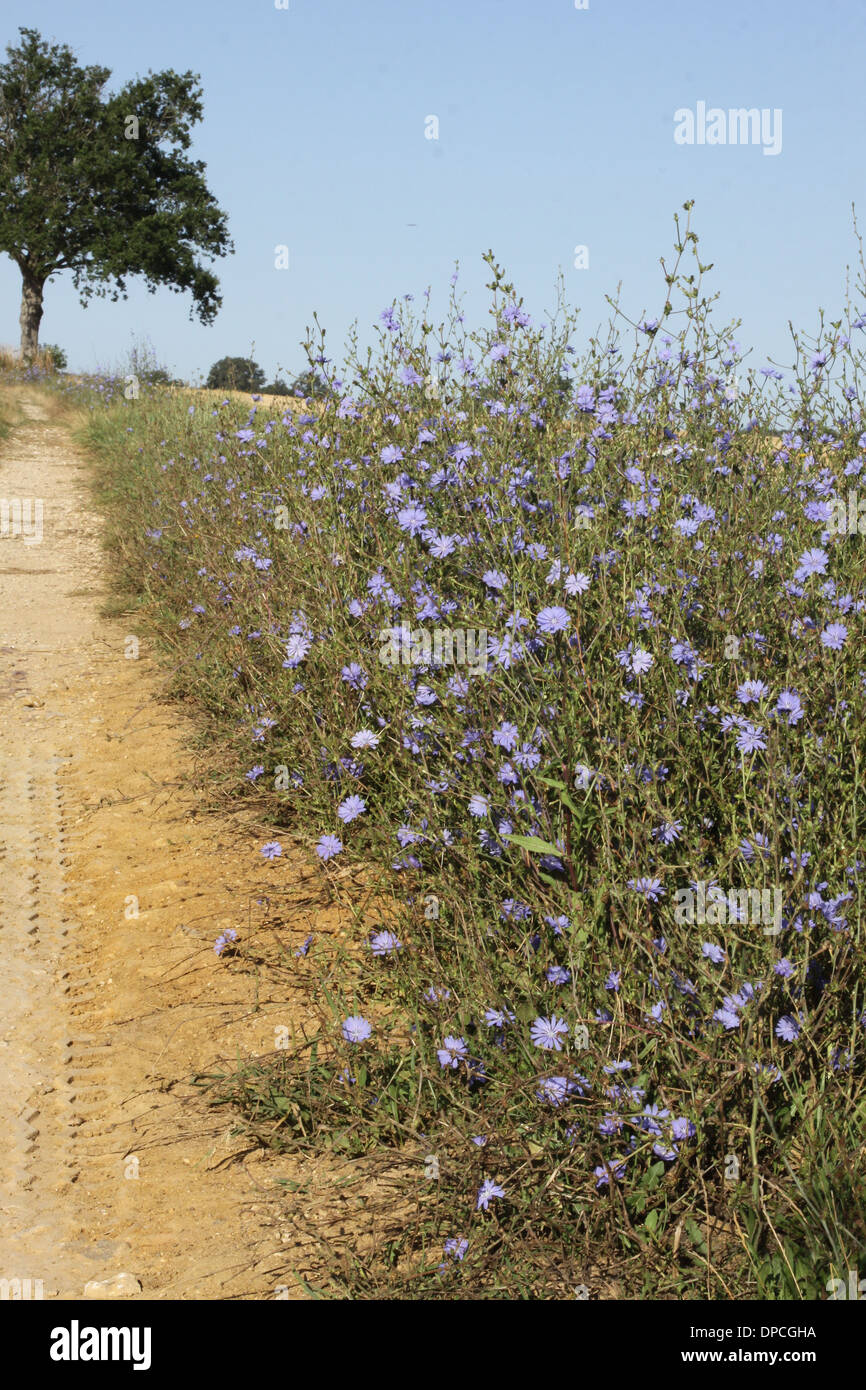 Chicory Chicorium intybus Stock Photo - Alamy