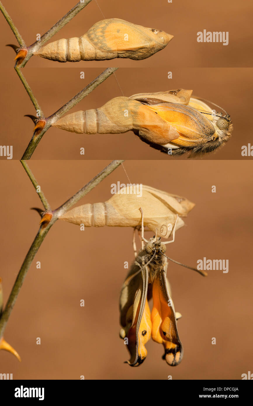 A set of 3 images of Large Salmon Arab butterfly, (Colotis fausta syn ...