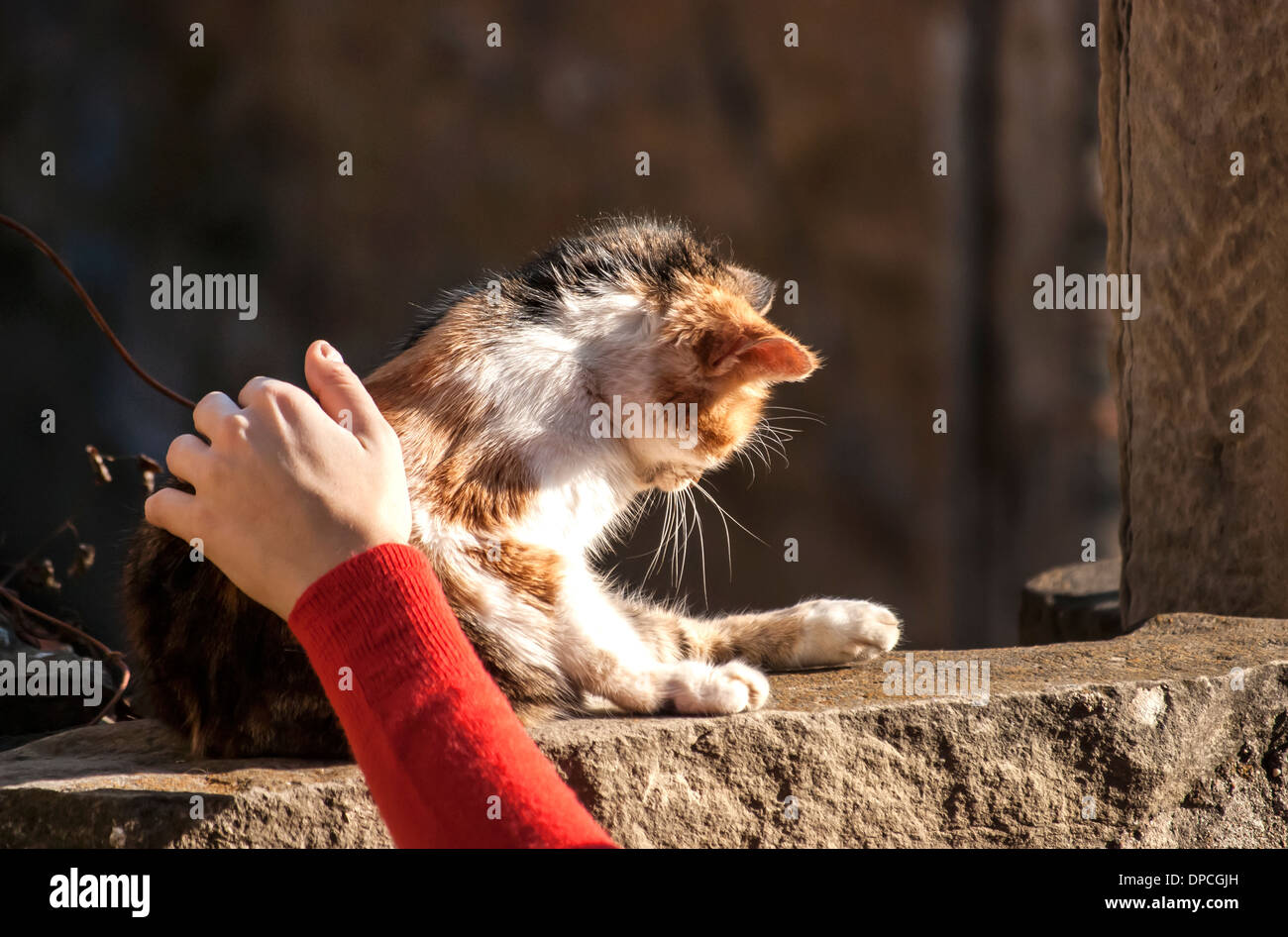 Hand caressing kitten Stock Photo - Alamy