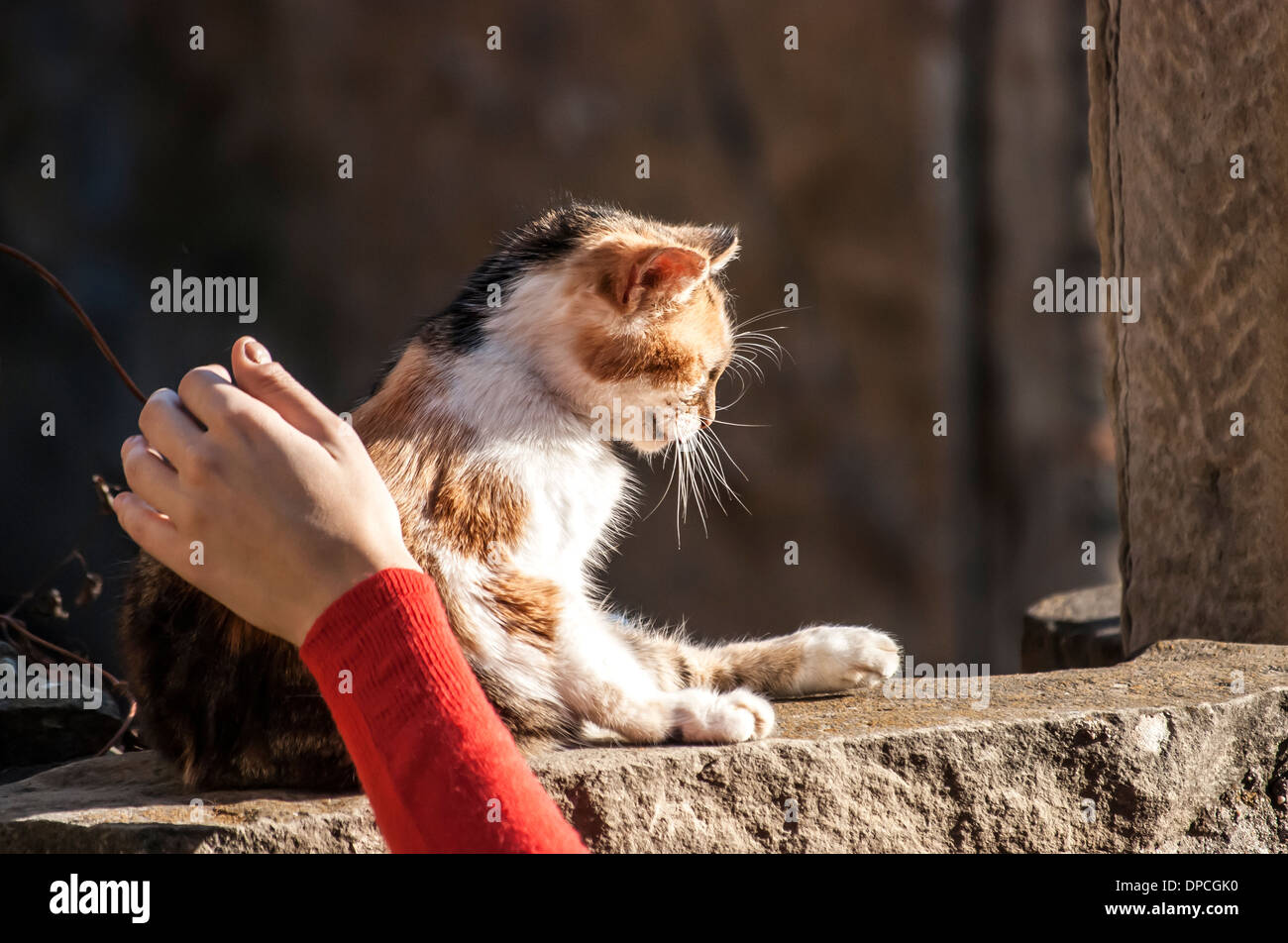 Hand caressing kitten Stock Photo - Alamy
