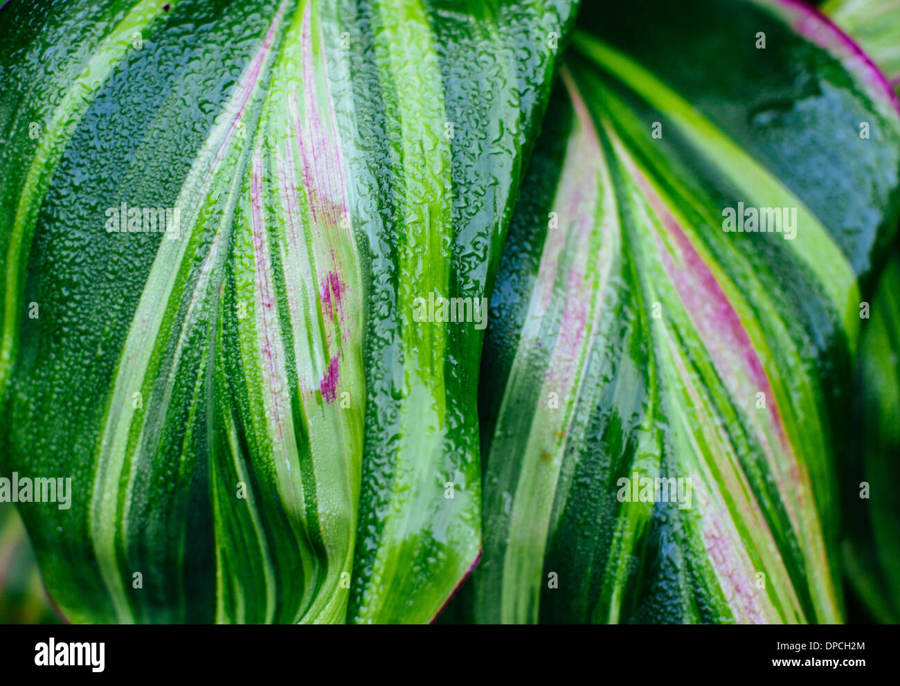 Detail of wet tropical folliage, tropical plant, in Maui, Hawaii Stock ...