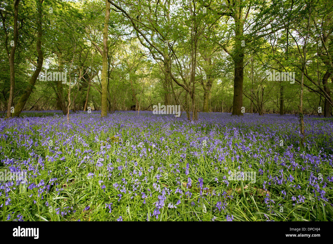 Bluebell woodland North Dorset, Spring 2013 Stock Photo - Alamy
