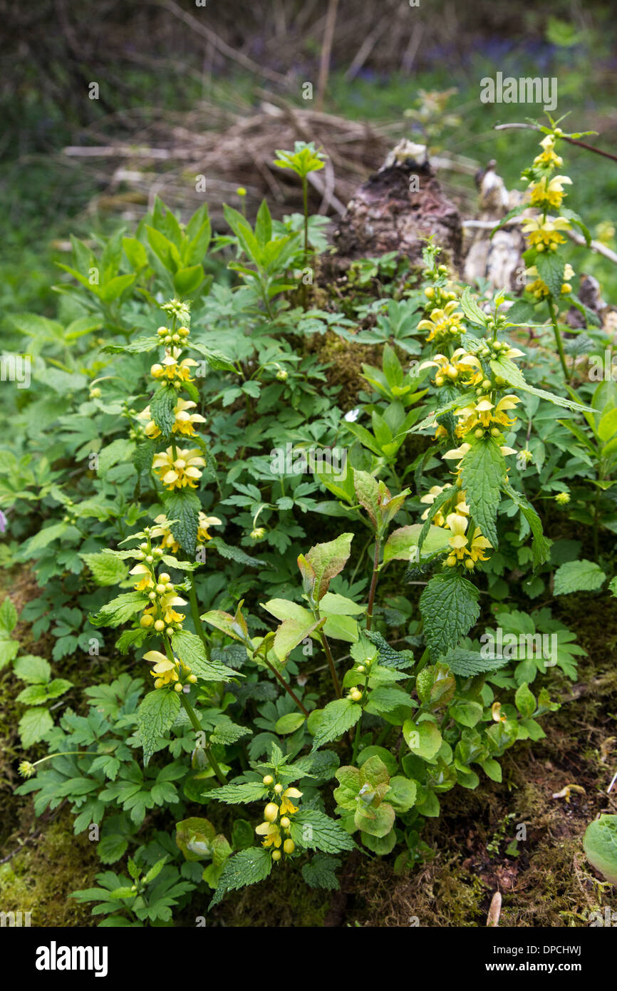 Yellow Dead Nettle, or yellow Archangel growing around a tree stump ...