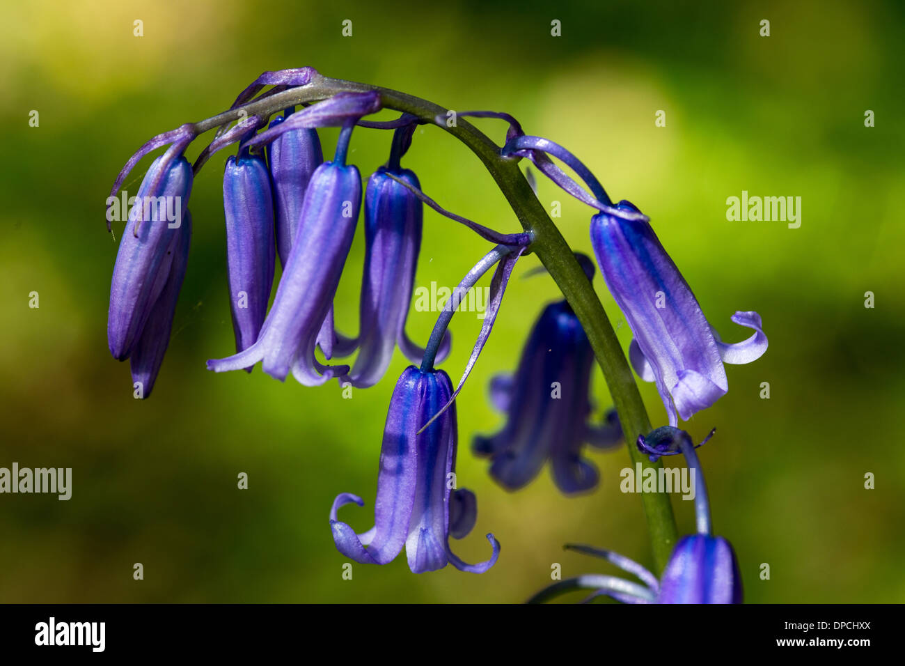 English Bluebells, Spring 2013 Stock Photo - Alamy