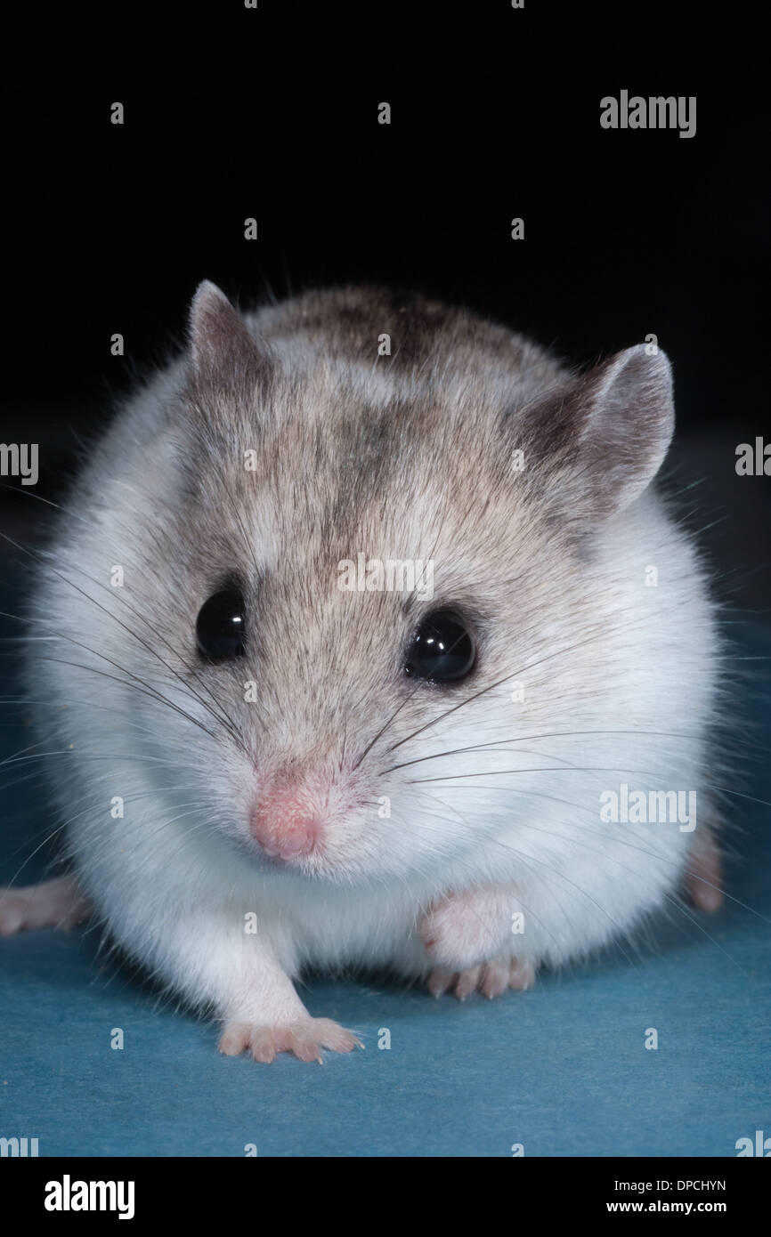 Chinese hamster cricetulus griseus hi-res stock photography and images ...