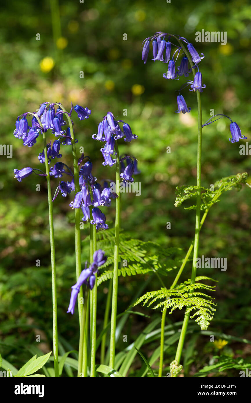English Bluebells Spring 2013 Stock Photo - Alamy
