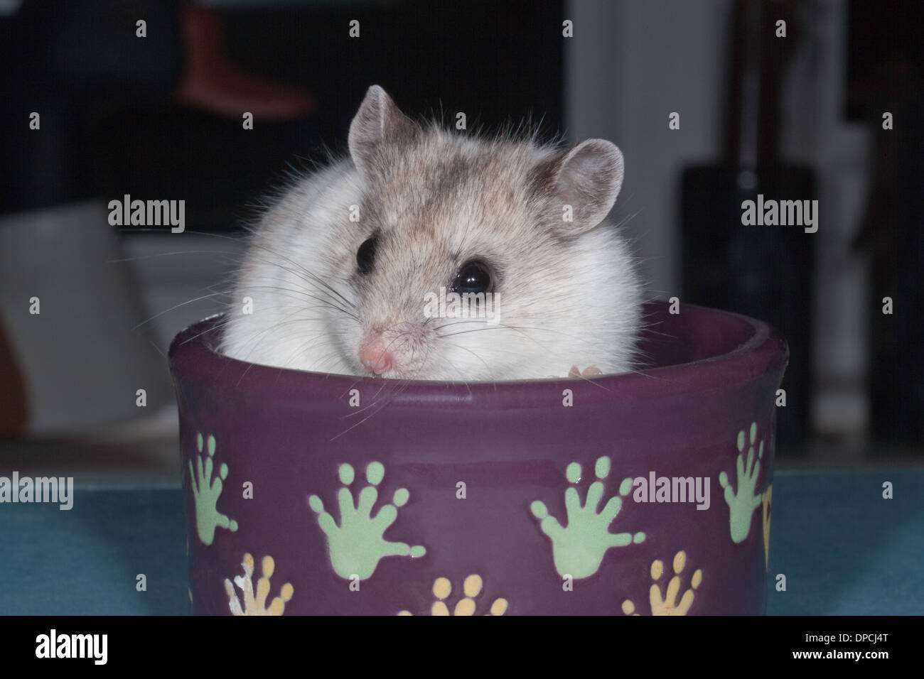 Chinese Hamster (Cricetulus griseus). Pet. Colour form Stock Photo - Alamy