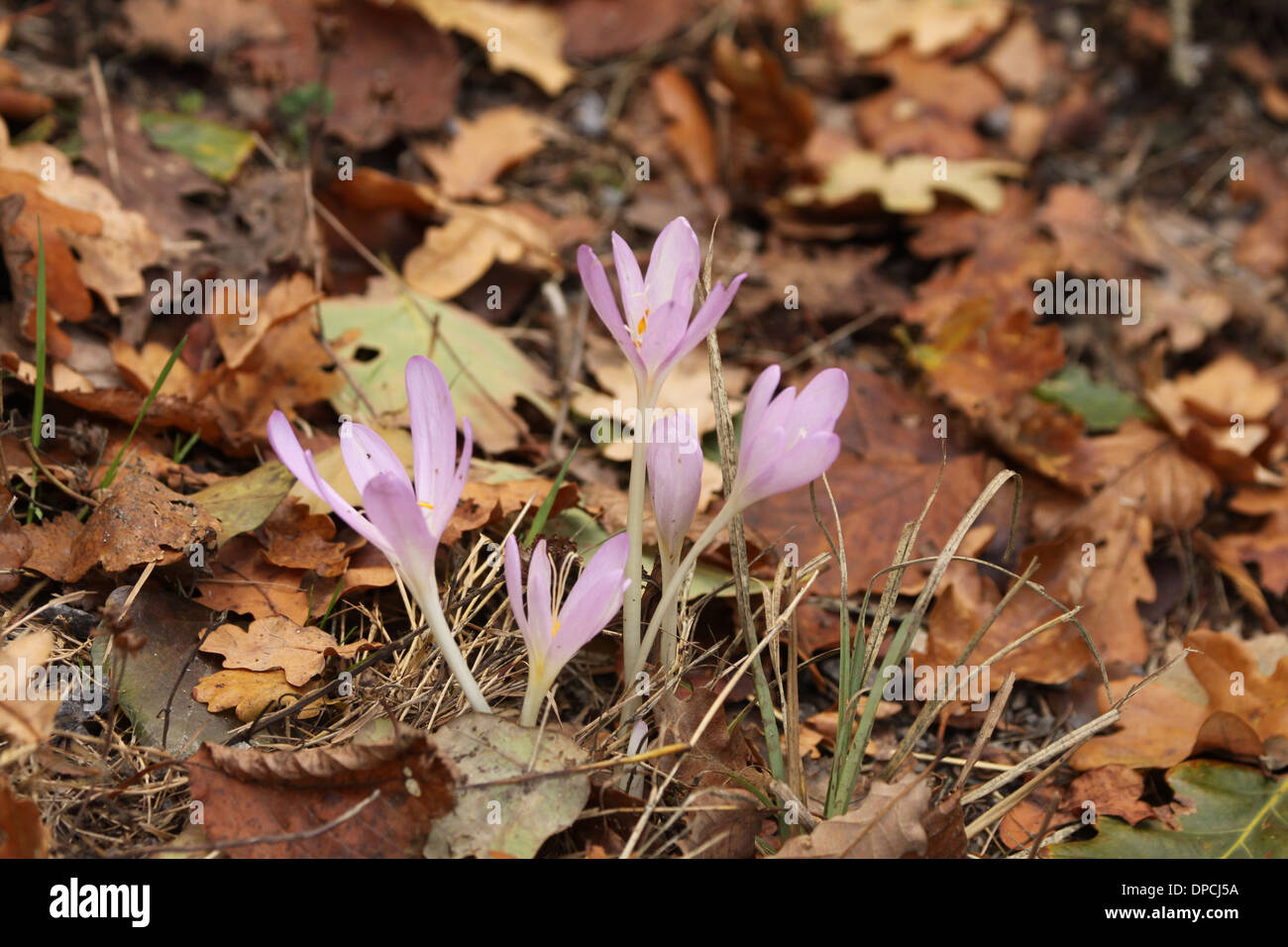 Meadow saffron, Autumn crocus Colchicum autumnale Stock Photo - Alamy