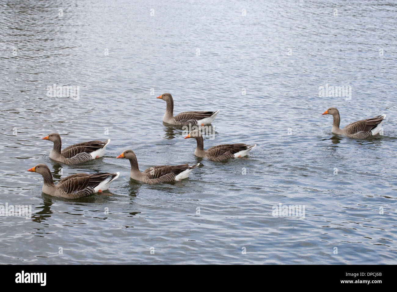 Western Greylag Geese (Anser anser). Coltishall Common, River Bure ...