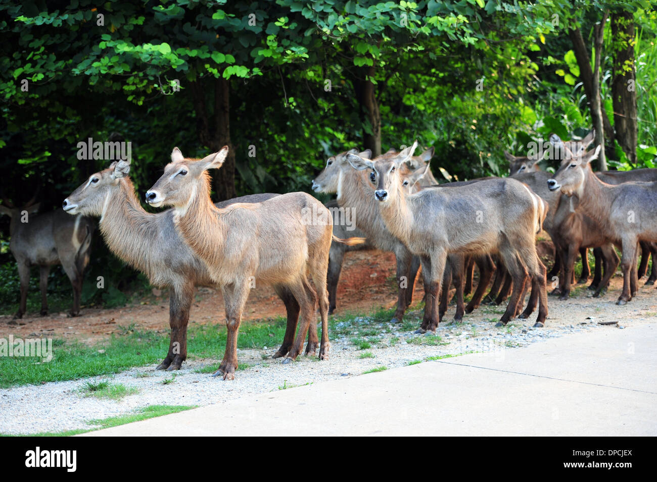 Antelope goat hi-res stock photography and images - Alamy