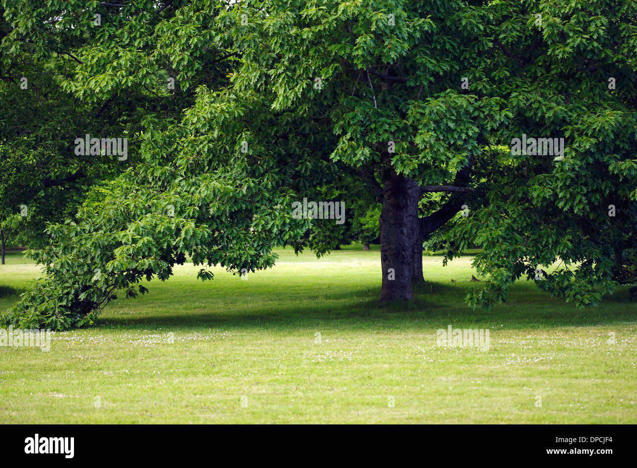Stand alone oak hi-res stock photography and images - Alamy