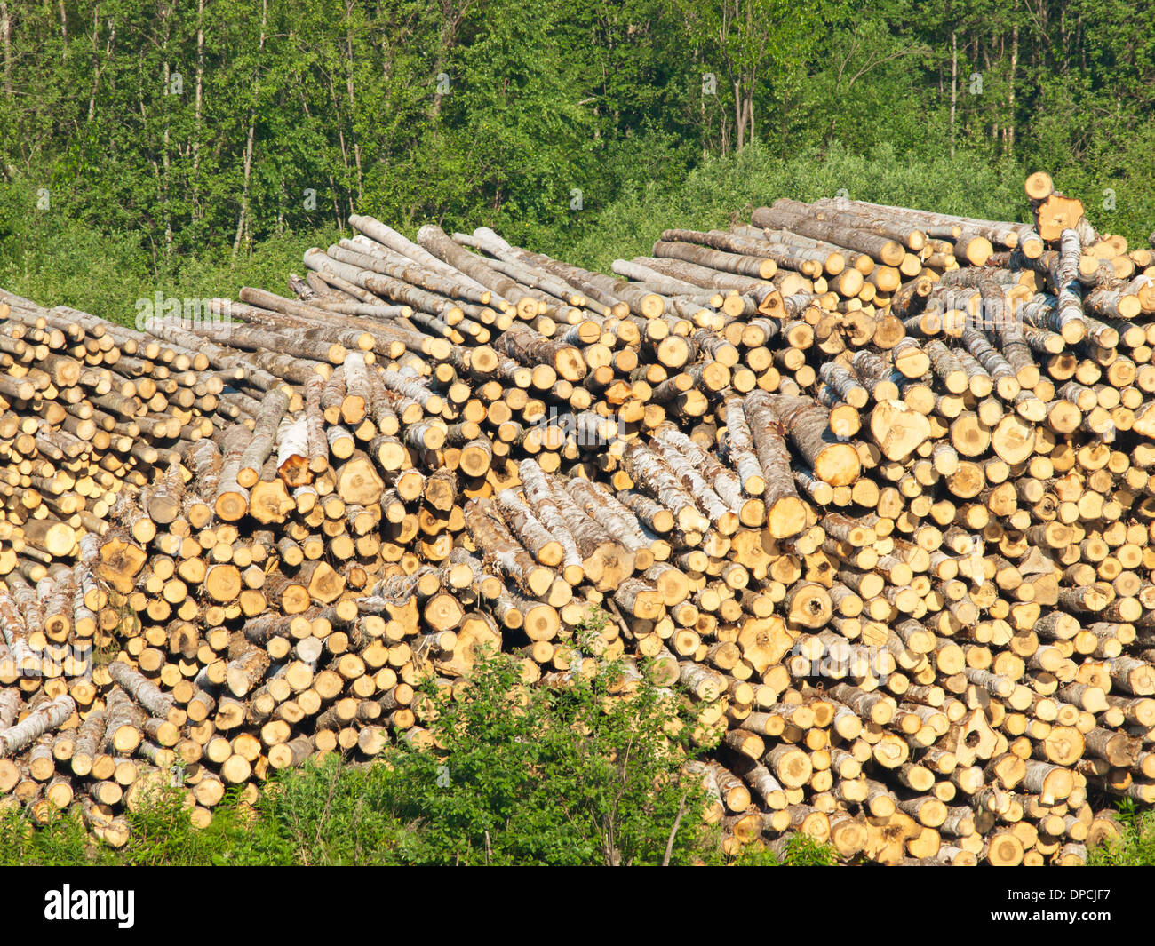 Baltic forests hi-res stock photography and images - Alamy