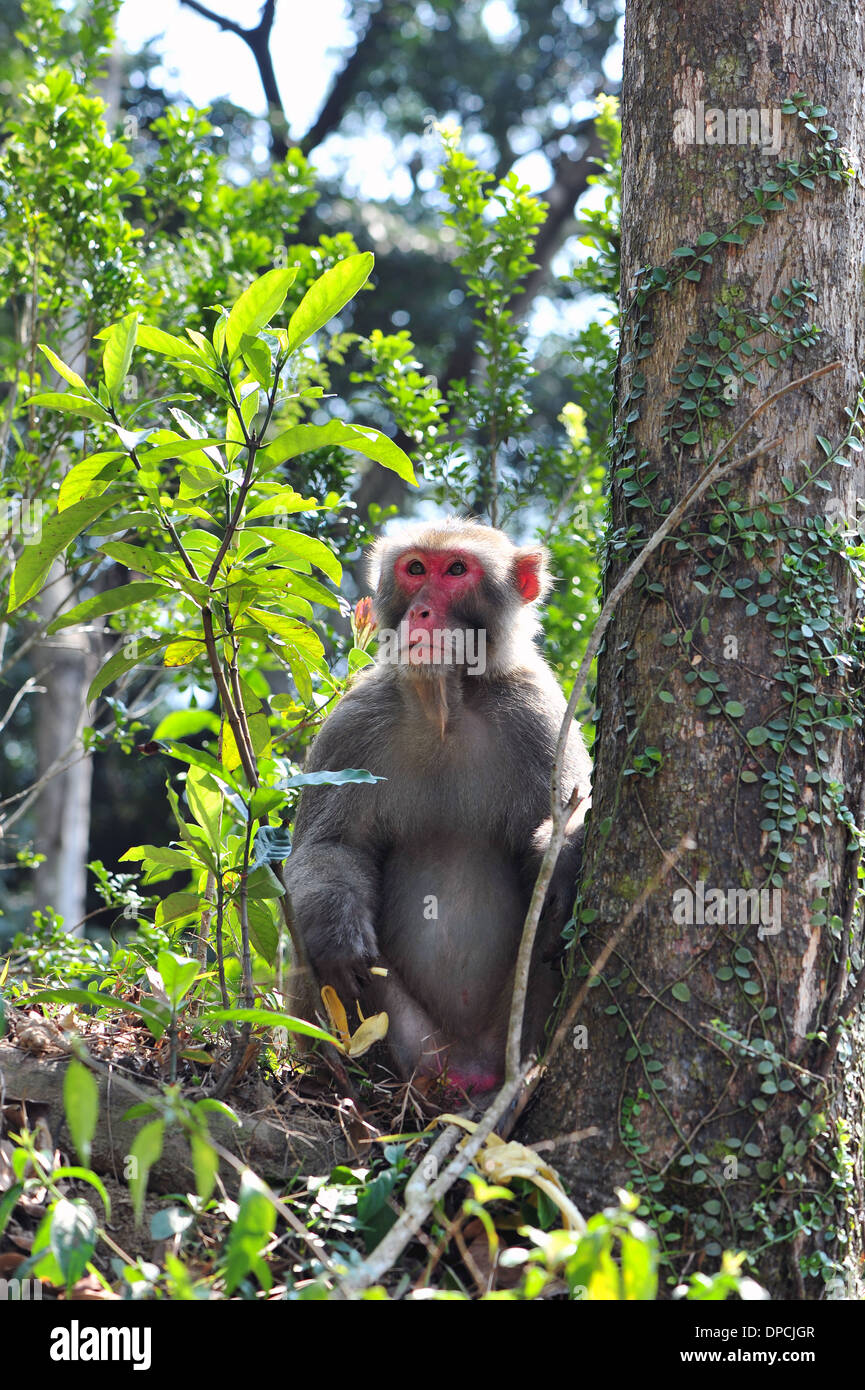 Monkey tail hi-res stock photography and images - Alamy