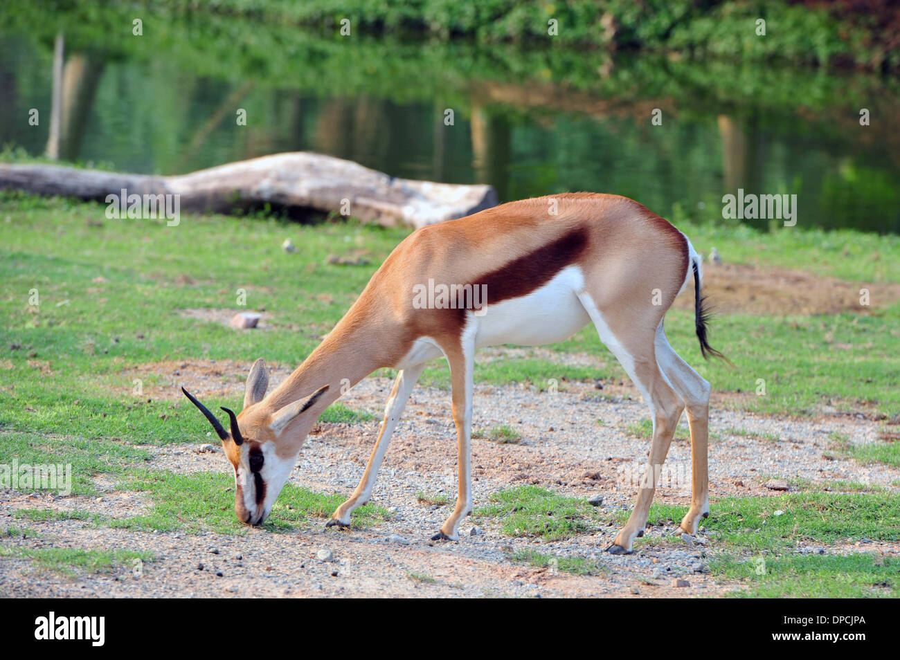 Antelope goat hi-res stock photography and images - Alamy