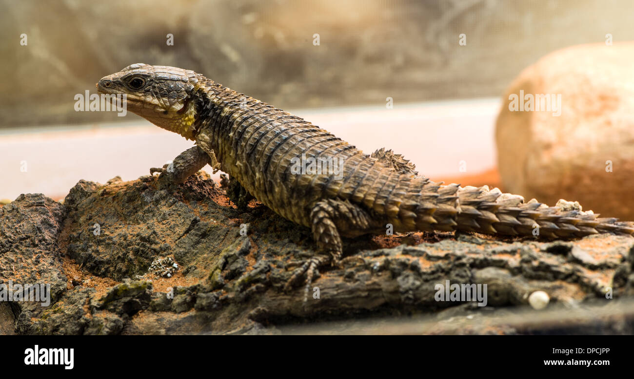 Blue headed tree lizard hi-res stock photography and images - Alamy