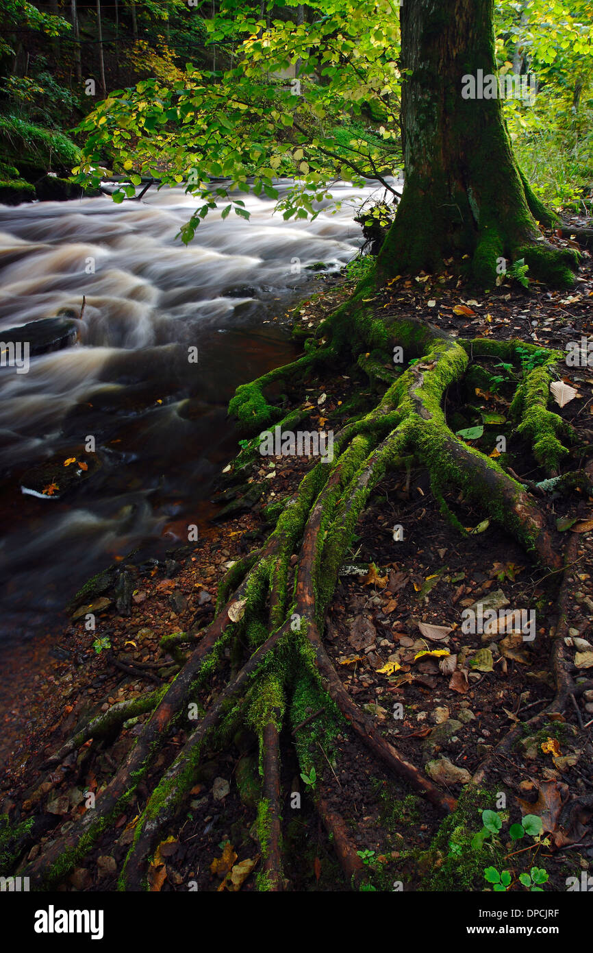 Tree roots river flowing among in a forest Stock Photo - Alamy
