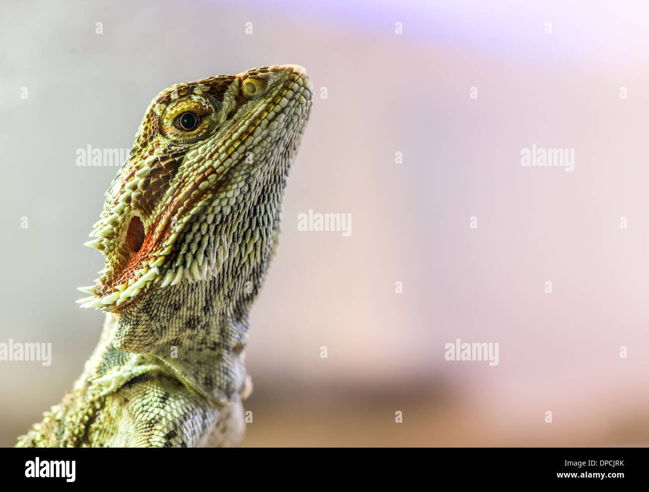 Blue headed tree lizard hi-res stock photography and images - Alamy