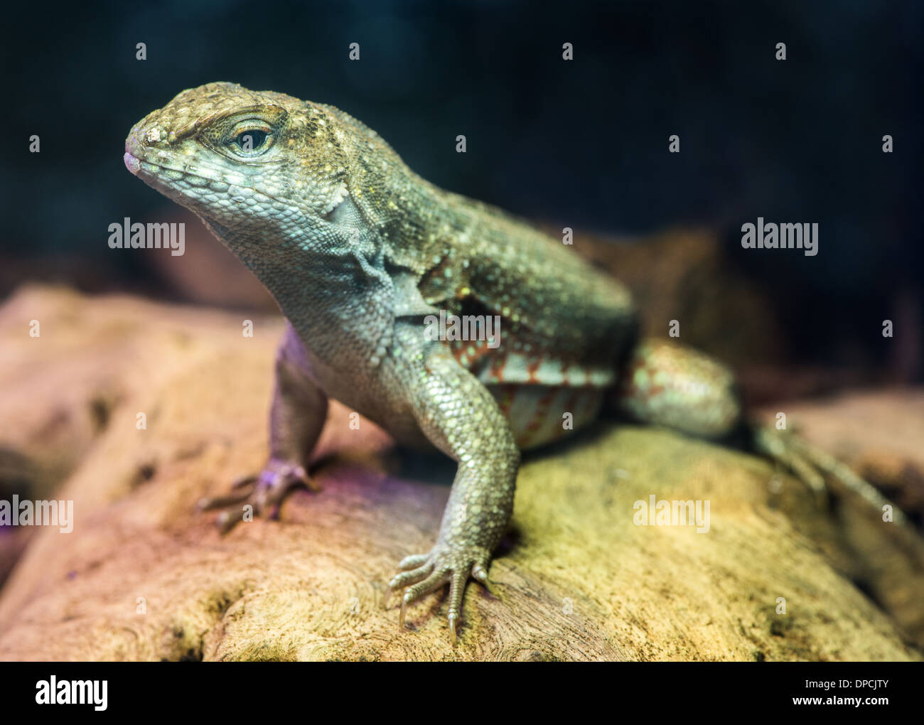 Blue spiny lizards hi-res stock photography and images - Alamy