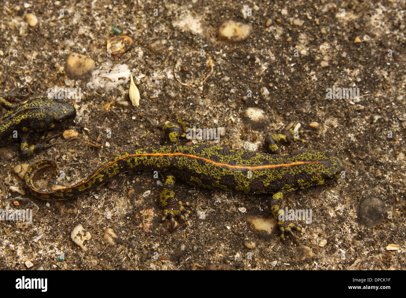 newt, Marbled, Newt, Triturus, marmoratus, amphibian Stock Photo - Alamy