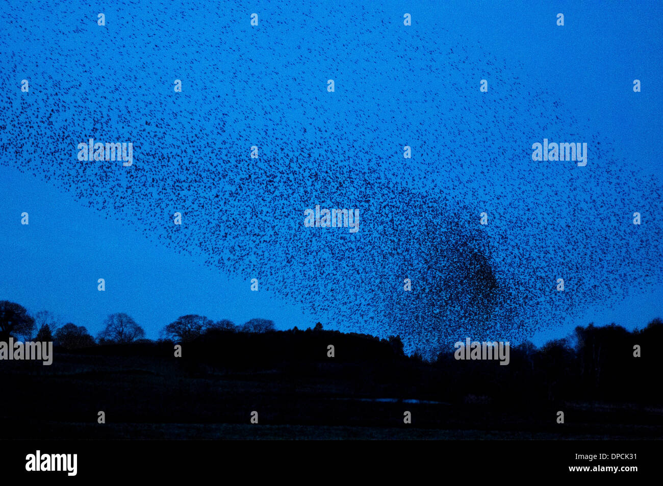 A huge flock or murmuration of thousands of Starlings gather in clear ...
