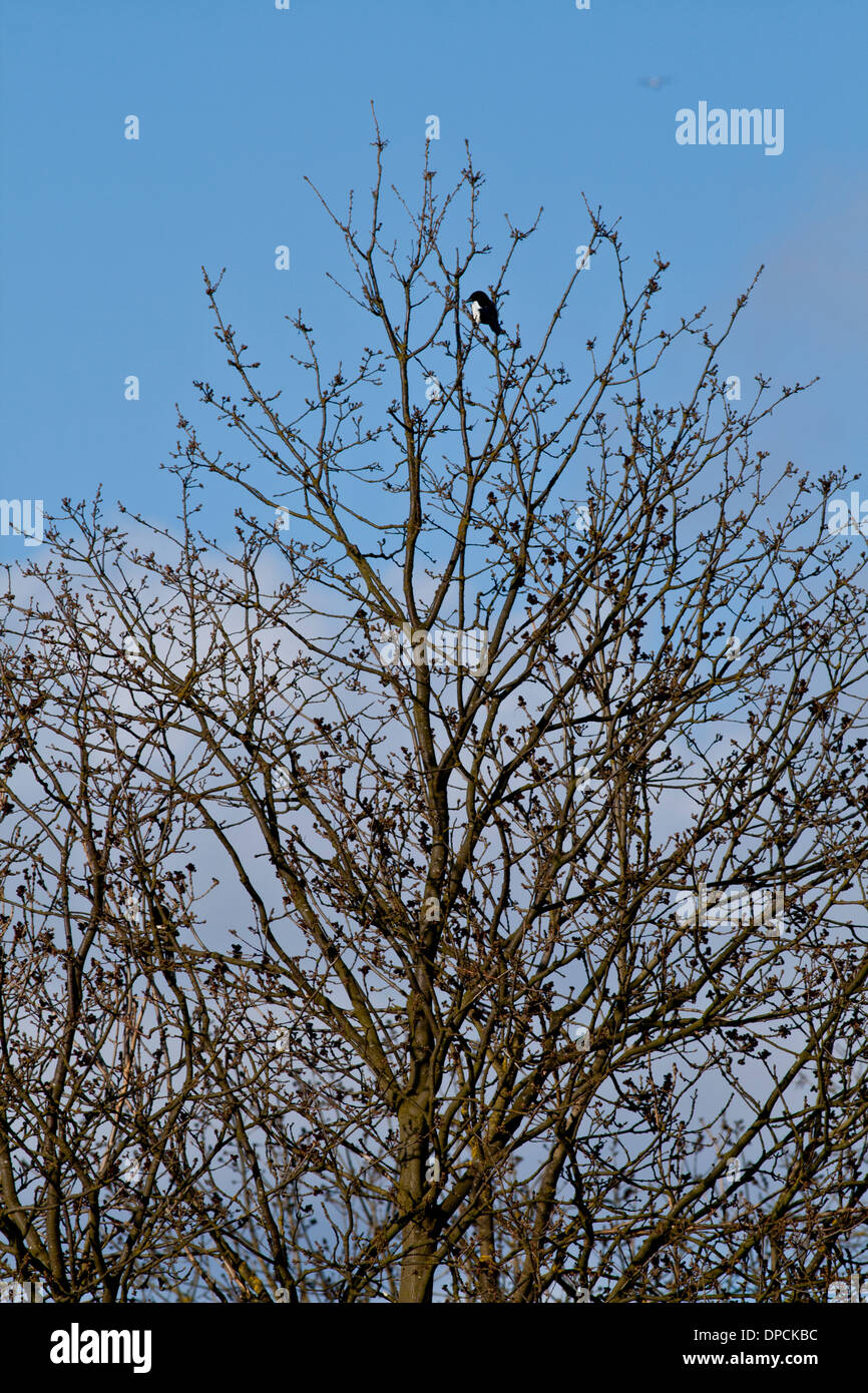 Magpie in tree hi-res stock photography and images - Alamy