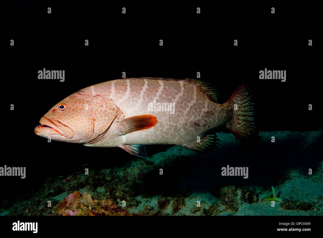 Tiger Grouper - Mycteroperca tigris Stock Photo - Alamy