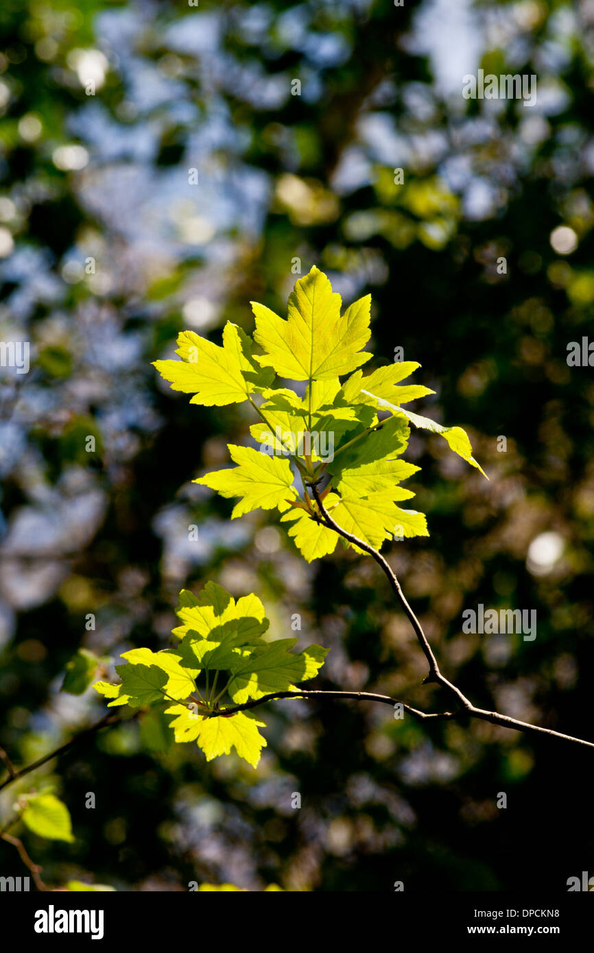Sycamore leaves hi-res stock photography and images - Alamy