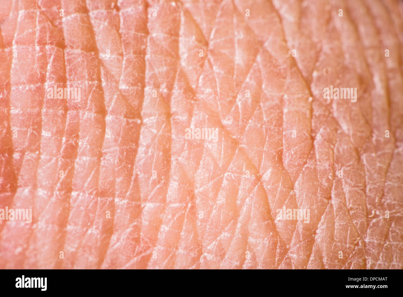 Texture of human skin. Extreme close up macro shot Stock Photo - Alamy