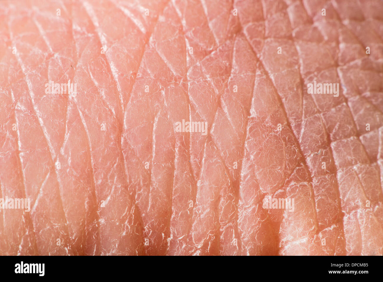 Texture of human skin. Extreme close up macro shot Stock Photo - Alamy