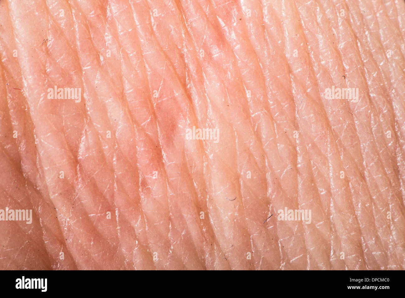 Human skin texture hi-res stock photography and images - Alamy