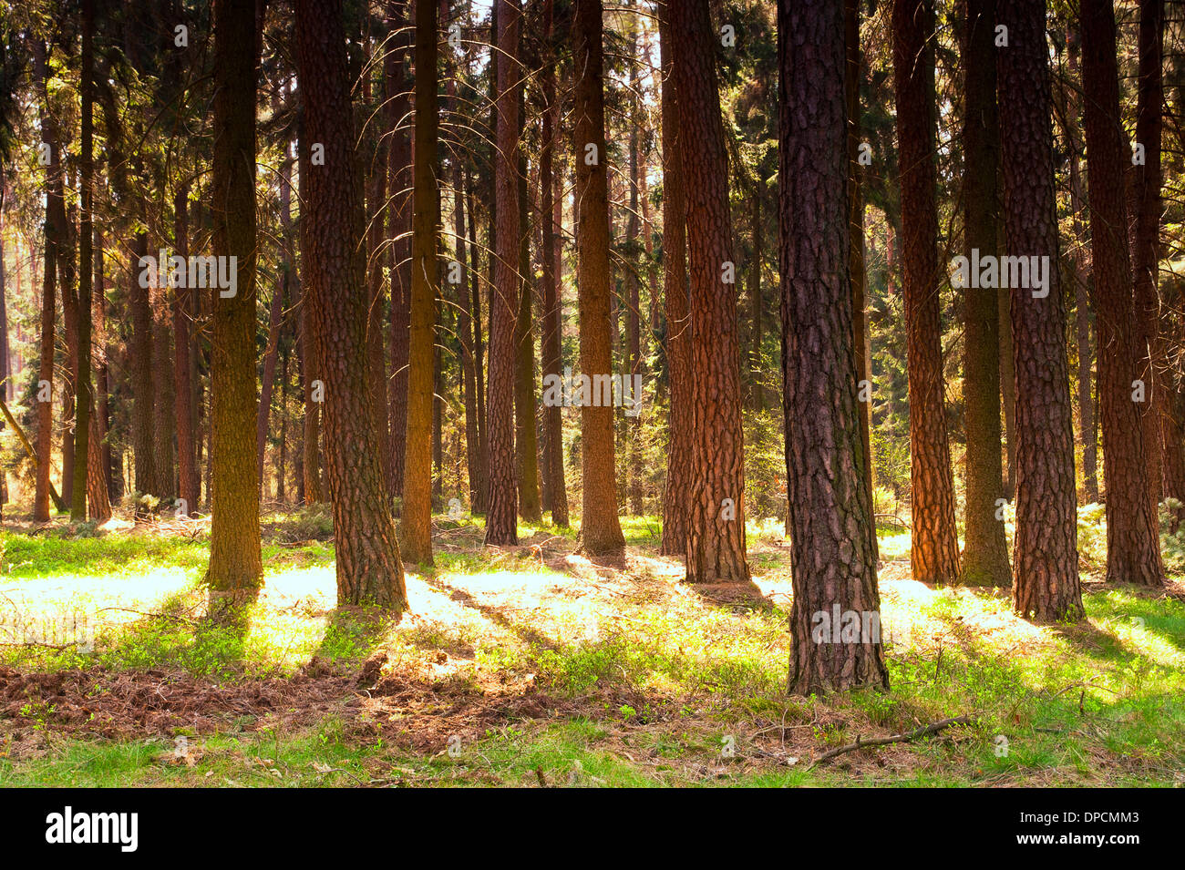 forest landscape with sandy road Stock Photo - Alamy