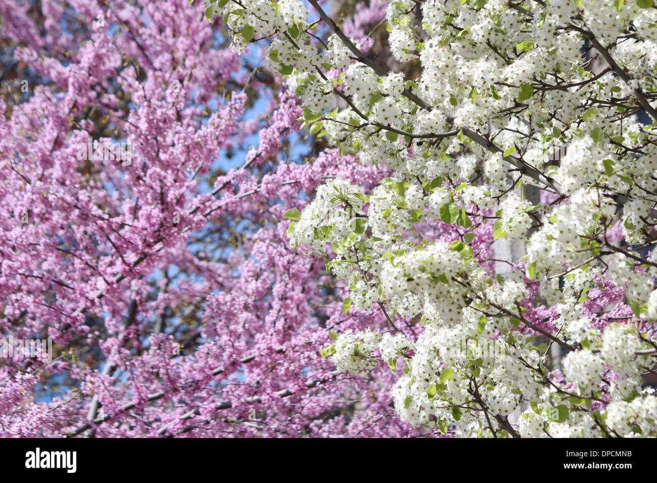 Flowers and trees hi-res stock photography and images - Alamy