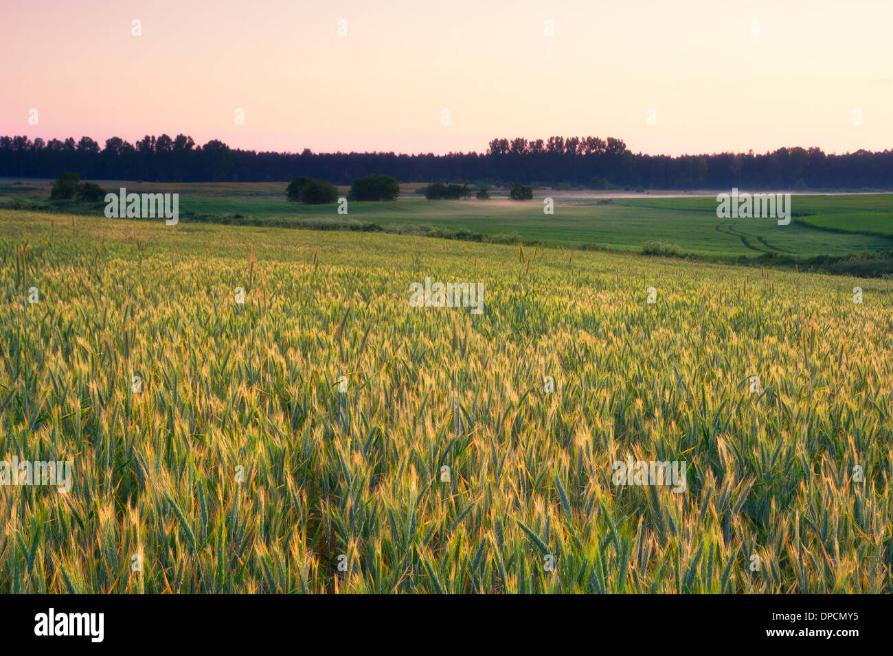 late spring field sunset Stock Photo - Alamy