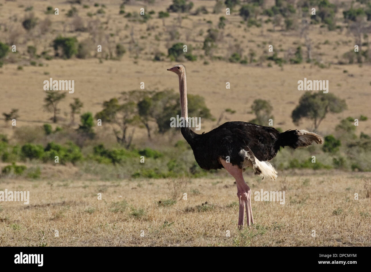 Common Ostrich (Struthio camelus), male in the Masai Mara landscape ...