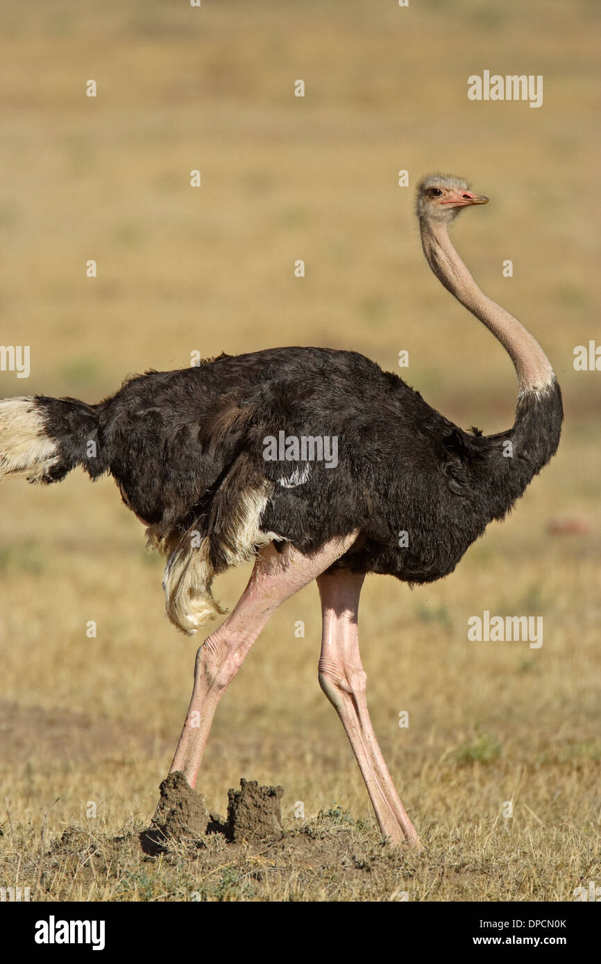 Common Ostrich (Struthio camelus), male Stock Photo - Alamy