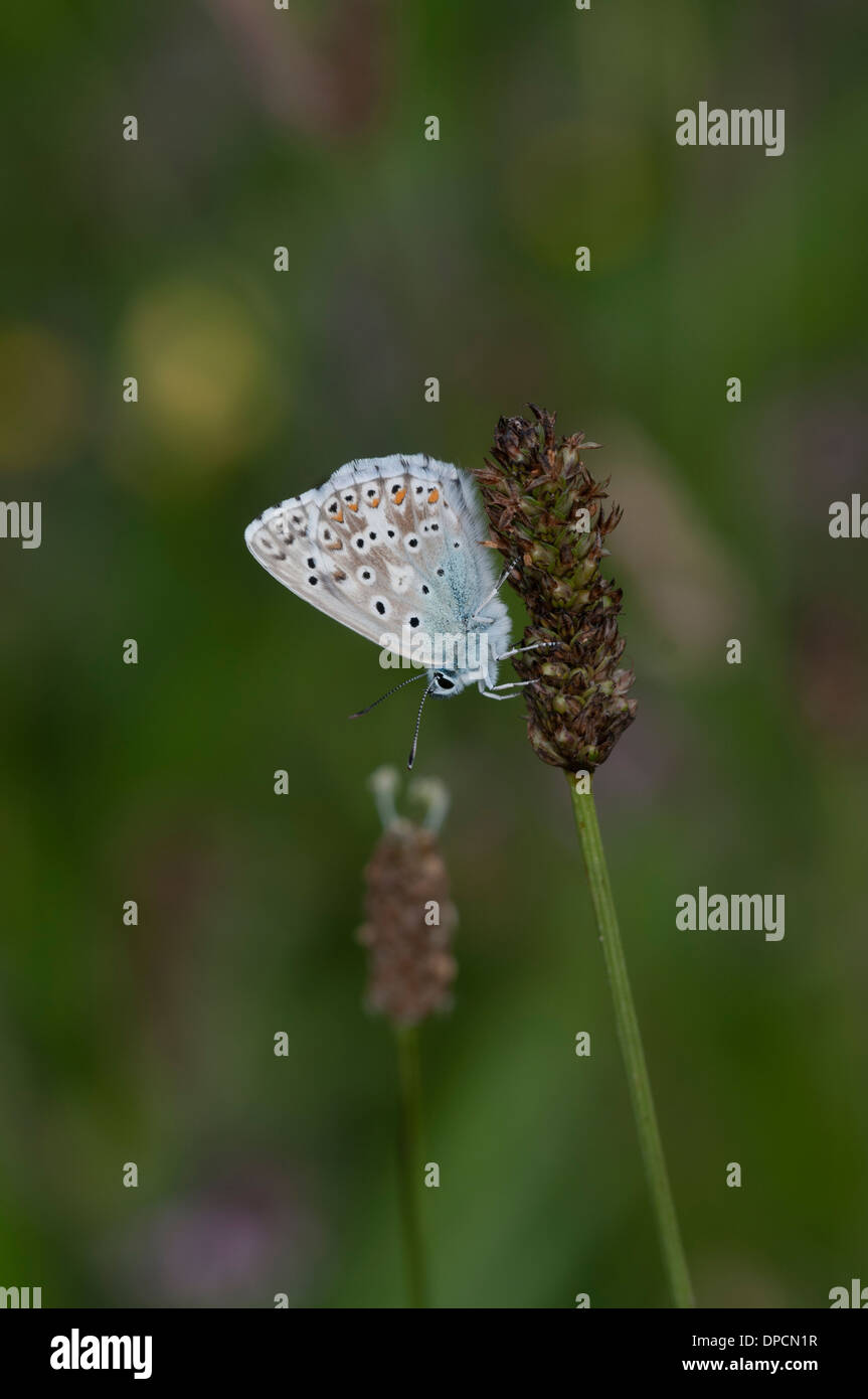 Chalkhill blue (Lysandra coridon) roosting on plantain Stock Photo - Alamy
