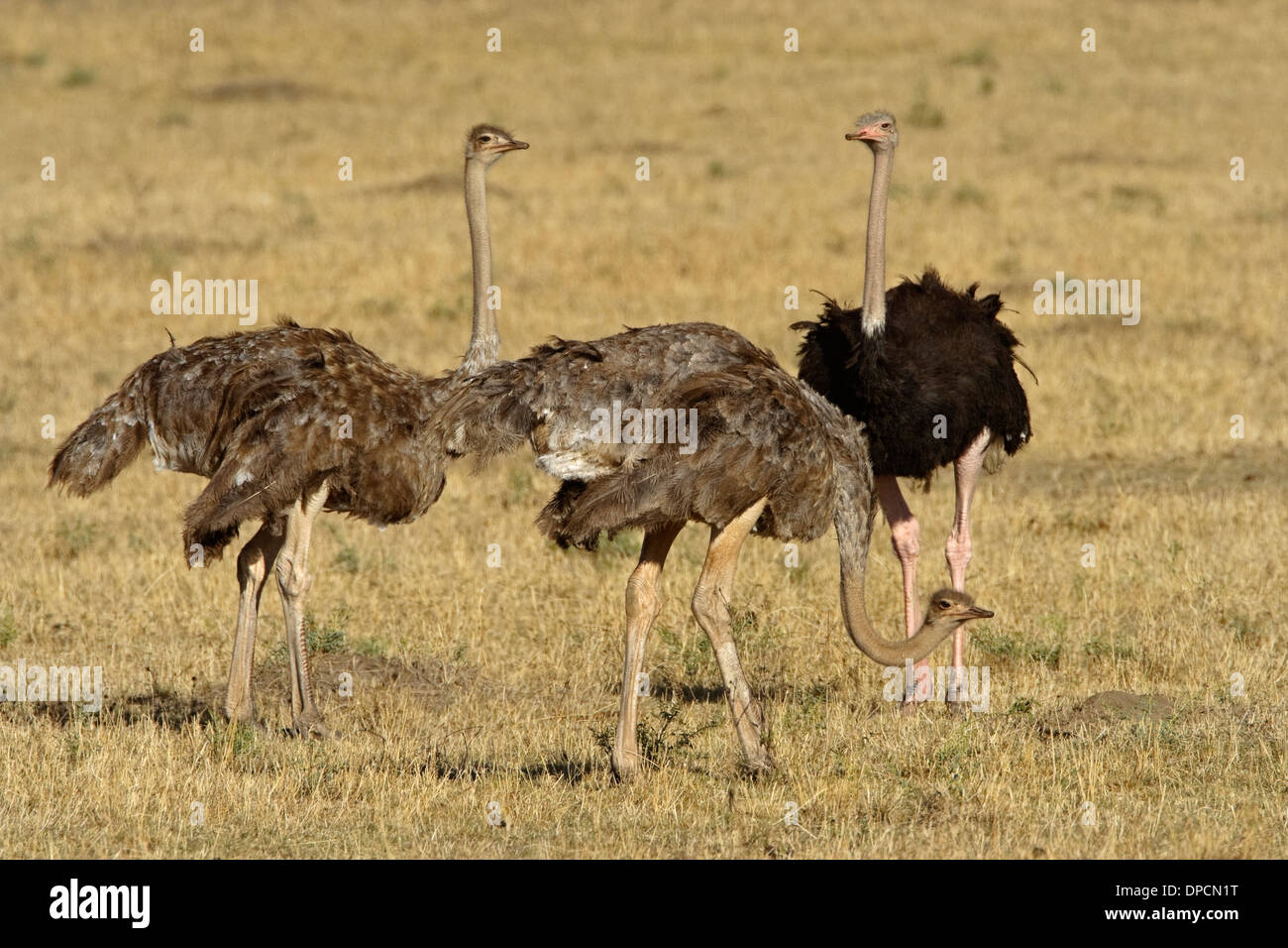 Common Ostrich (Struthio camelus), male and two females Stock Photo - Alamy