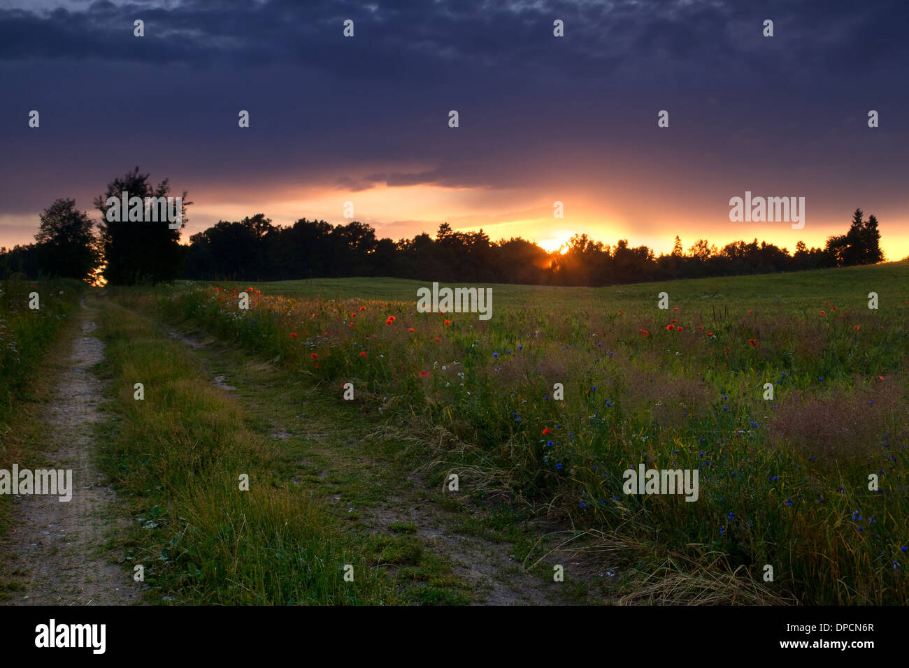 landscape with rural sandy road Stock Photo - Alamy