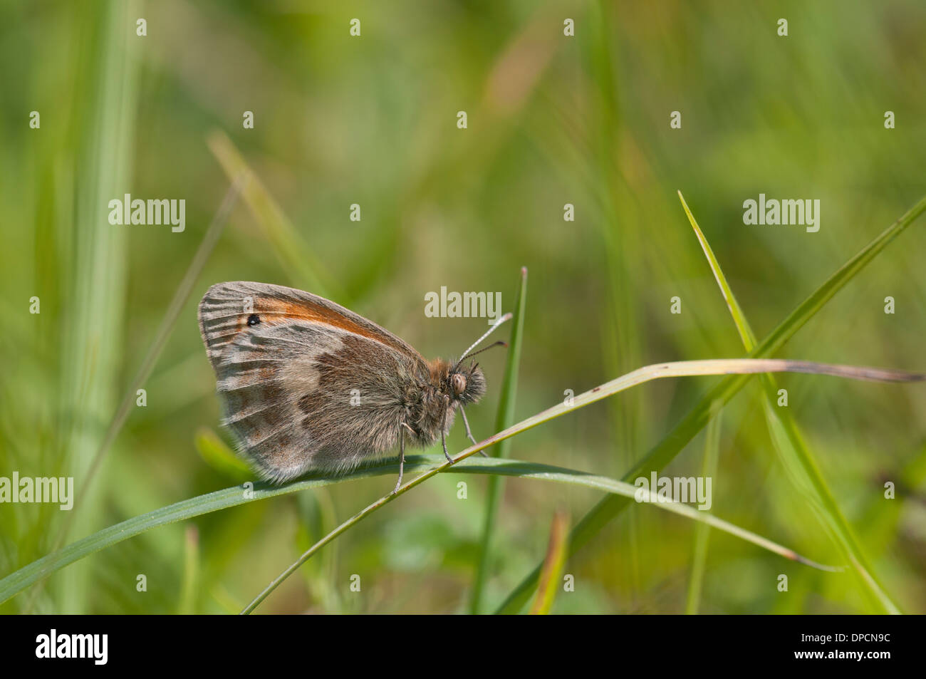 Small heath (Coenonympha pamphilus). Adult perched on grass blade Stock ...
