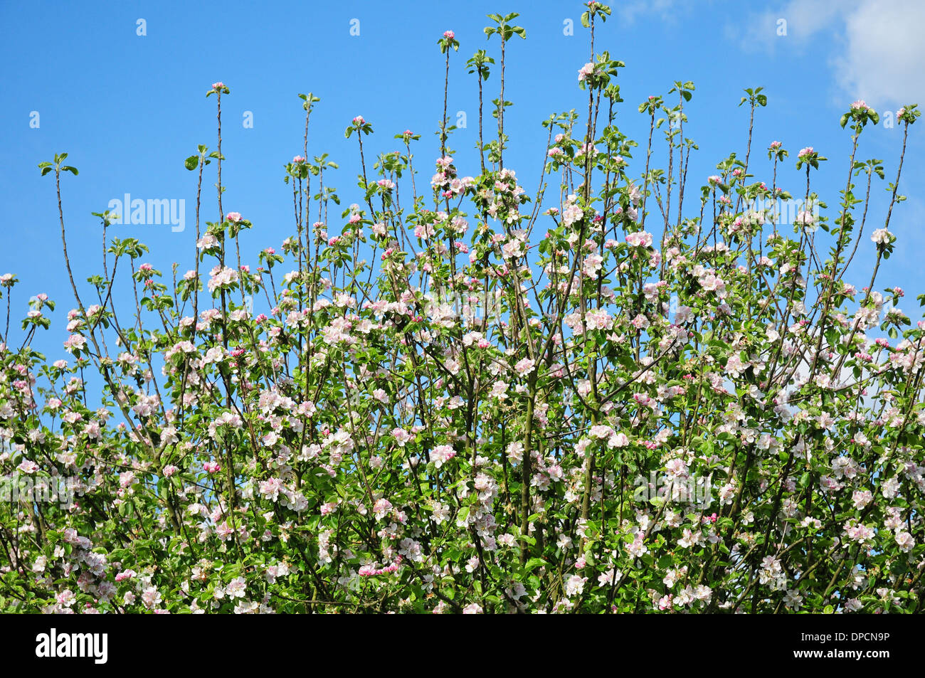 Bramley's apple hi-res stock photography and images - Alamy