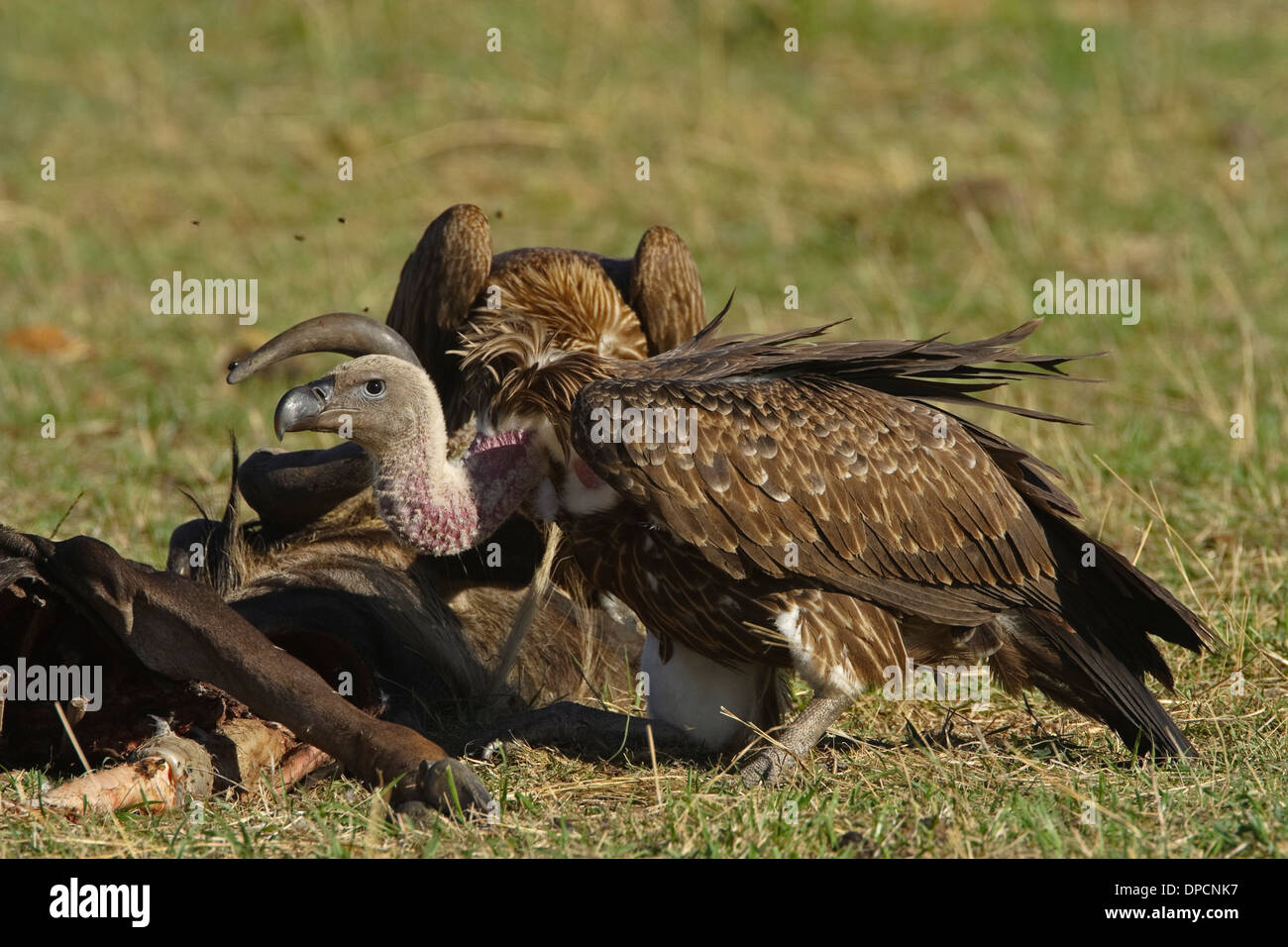 Juvenile Rüppell's Griffon (Gyps rueppellii) and juvenile White-backed ...