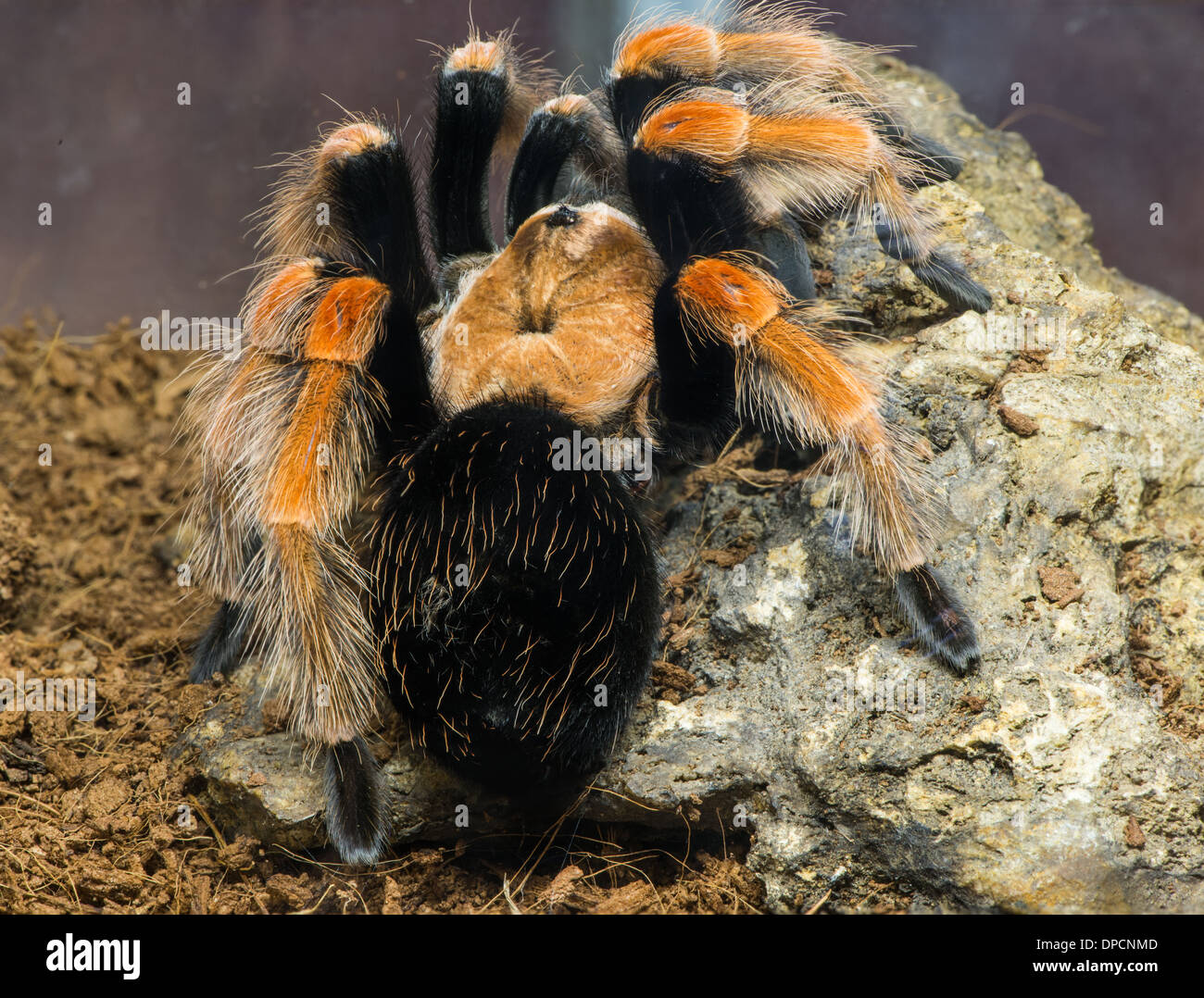 Tarantula spider in nature. Close up macro shot Stock Photo - Alamy
